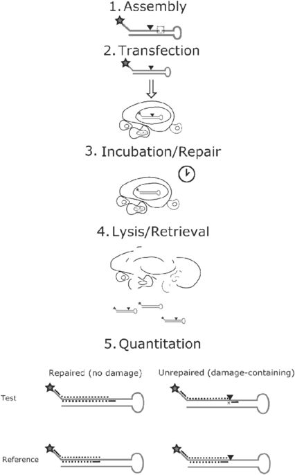 Development of a Cell-Based Assay for Measuring Base Excision Repair ...
