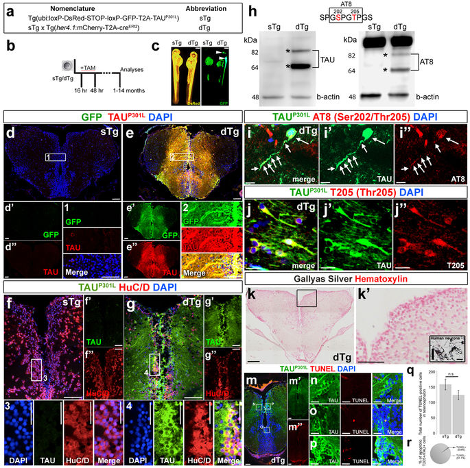 Human TAUP301L overexpression results in TAU hyperphosphorylation ...