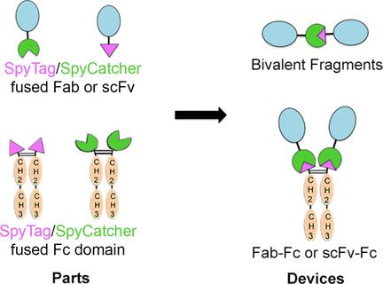 Synthetic Modular Antibody Construction by Using the SpyTag/SpyCatcher ...