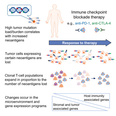 Tumor and Microenvironment Evolution during Immunotherapy with ...