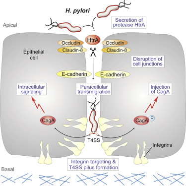 Helicobacter pylori Employs a Unique Basolateral Type IV Secretion ...