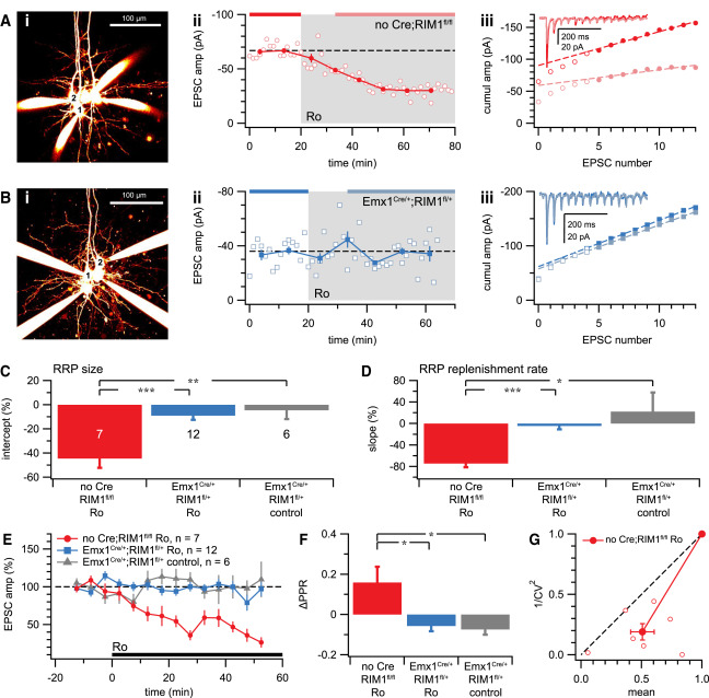 突触前 NMDA 受体对诱发和自发释放的差异调节。,Neuron - X-MOL