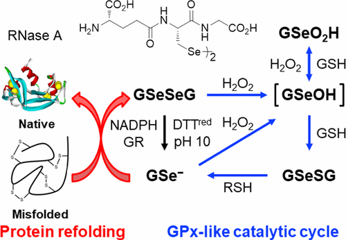 Selenoglutathione Diselenide: Unique Redox Reactions in the GPx-Like ...