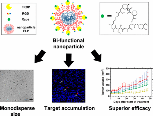 Bifunctional Elastin-like Polypeptide Nanoparticles Bind Rapamycin and ...