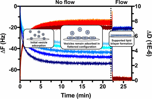 Effects of Flow and Bulk Vesicle Concentration on Supported Lipid ...
