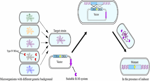 A Novel Tool for Microbial Genome Editing Using the Restriction ...