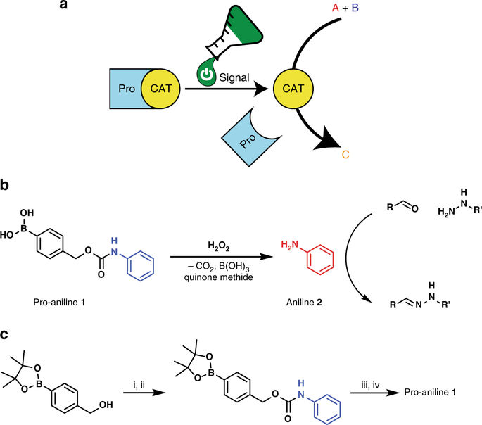 Chemical signal activation of an organocatalyst enables control over ...