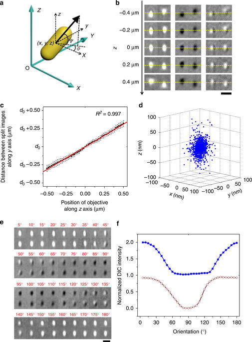 Characteristic rotational behaviors of rod-shaped cargo revealed by automated five-dimensional ...