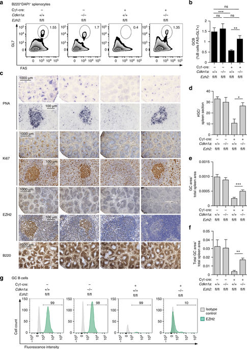 EZH2 enables germinal centre formation through epigenetic silencing of ...