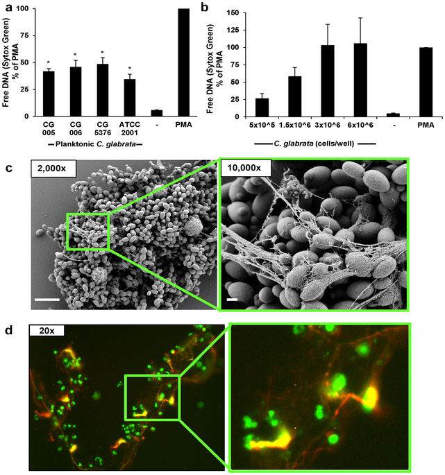Mechanisms involved in the triggering of neutrophil extracellular traps ...