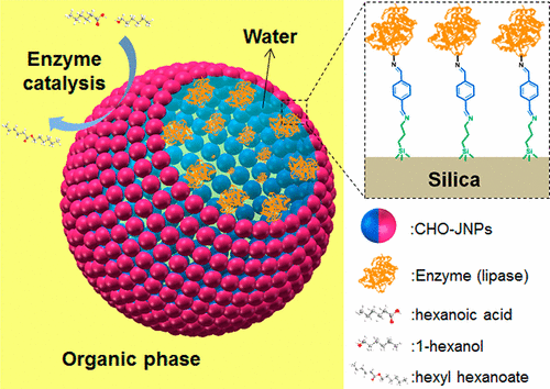 Oriented Enzyme Immobilization at the Oil/Water Interface Enhances ...