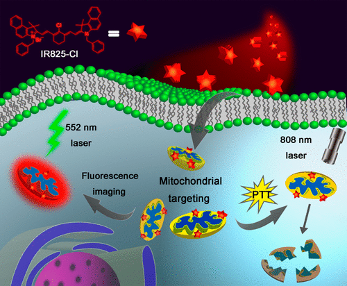 Dual Channel Activatable Cyanine Dye for Mitochondrial Imaging and Mitochondria-Targeted Cancer ...