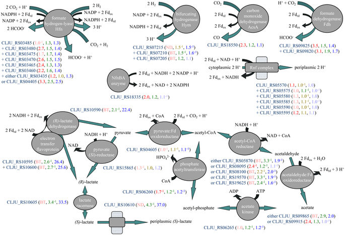 Transcriptomic profiles of Clostridium ljungdahlii during lithotrophic ...