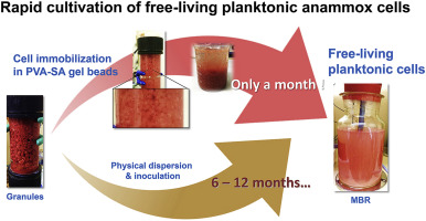 Rapid cultivation of free-living planktonic anammox cells,Water ...