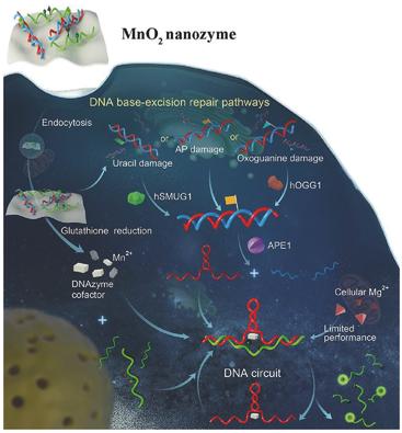 Fabricating MnO2 Nanozymes as Intracellular Catalytic DNA Circuit ...