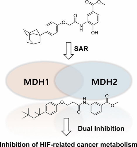 Methyl 3-(3-(4-(2,4,4-Trimethylpentan-2-yl)phenoxy)-propanamido ...