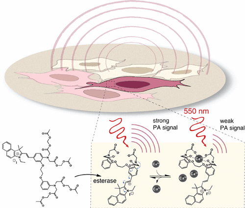 Calcium Sensor for Photoacoustic Imaging,Journal of the American ...