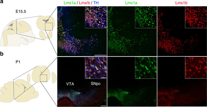 Transcriptional repression of Plxnc1 by Lmx1a and Lmx1b directs ...