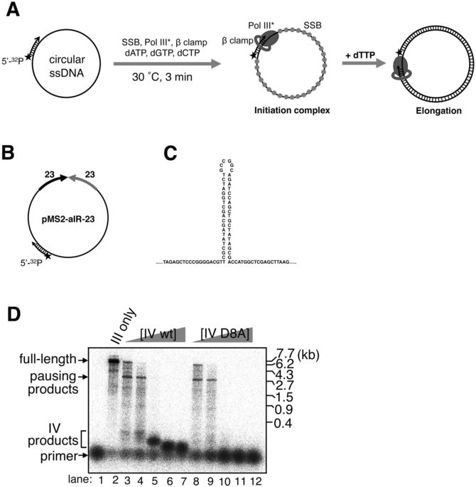 Collision with duplex DNA renders Escherichia coli DNA polymerase III ...