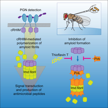 Peptidoglycan-Sensing Receptors Trigger the Formation of Functional ...