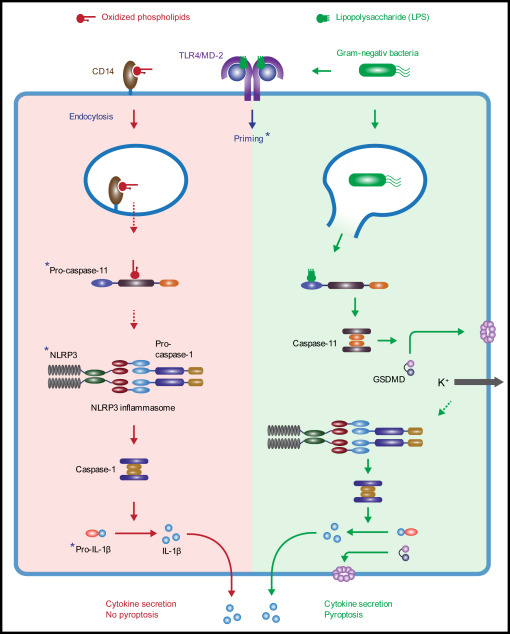 CD14—New Tricks of an Old Acquaintance,Immunity - X-MOL