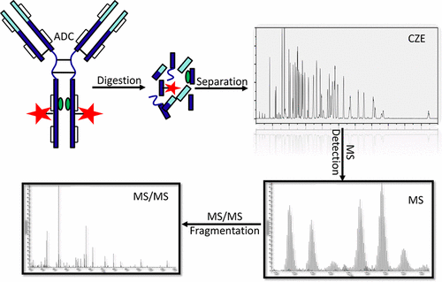 High-Resolution Capillary Zone Electrophoresis with Mass Spectrometry ...