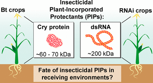 Environmental Fate of Insecticidal Plant-Incorporated Protectants from ...