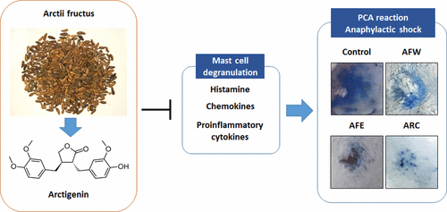 Inhibition of Mast Cell-Mediated Allergic Responses by Arctii Fructus ...