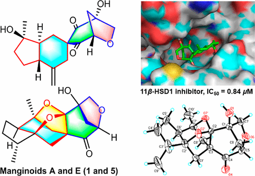 Manginoids A–G: Seven Monoterpene–Shikimate-Conjugated Meroterpenoids ...