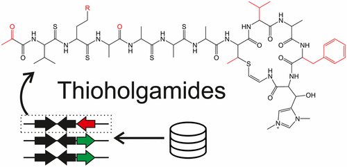 Thioholgamides: Thioamide-Containing Cytotoxic RiPP Natural Products ...