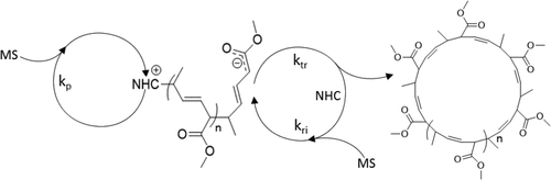 N-Heterocyclic Carbene Initiated Anionic Polymerization of (E,E)-Methyl ...