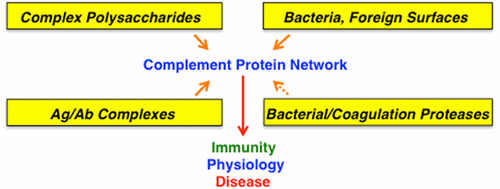 Chemical Approaches to Modulating Complement-Mediated Diseases,Journal ...