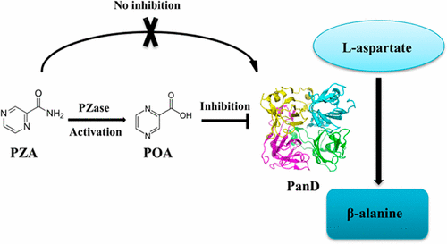 Pyrazinoic Acid Inhibits Mycobacterial Coenzyme A Biosynthesis by ...