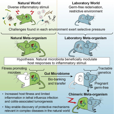 Wild Mouse Gut Microbiota Promotes Host Fitness and Improves Disease ...