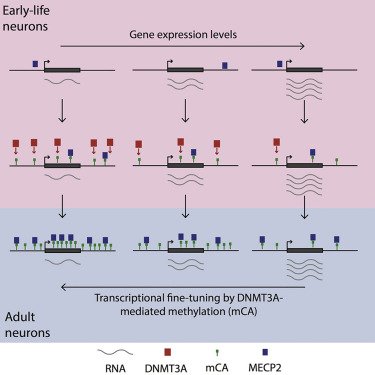 Early-Life Gene Expression in Neurons Modulates Lasting Epigenetic ...