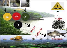 Studies on seasonal pollution of heavy metals in water, sediment, fish ...