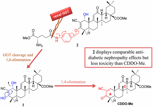 新型Bardoxolone甲基衍生物可提高治疗糖尿病性肾病的安全性,Journal of Medicinal Chemistry - X-MOL