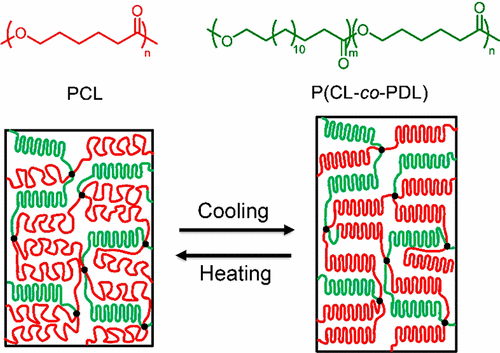 Two-Way Reversible Shape Memory Polymers Made of Cross-Linked Cocrystallizable Random Copolymers ...