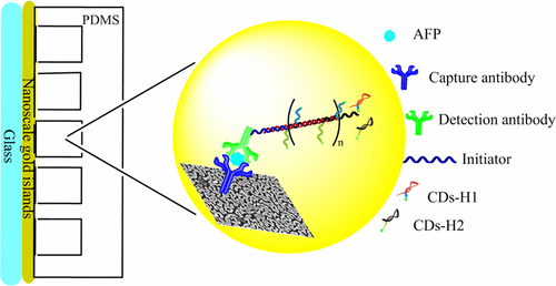 Dual Amplification Fluorescence Assay for Alpha Fetal Protein Utilizing ...