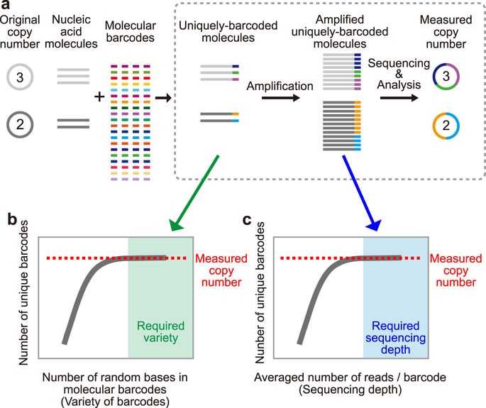 The efficacy and further functional advantages of random-base molecular ...