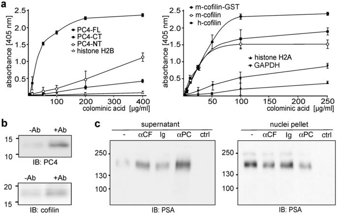 Nuclear fragments of the neural cell adhesion molecule NCAM with or ...