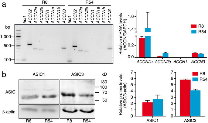 胶质母细胞瘤癌症干细胞系表达功能性酸敏感离子通道ASIC1a和ASIC3。,Scientific Reports - X-MOL