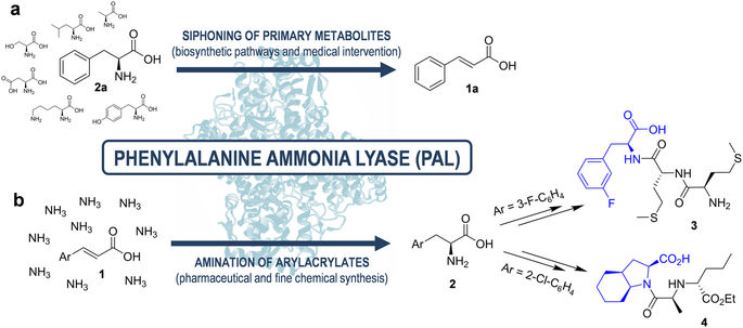Zymophore identification enables the discovery of novel phenylalanine ...