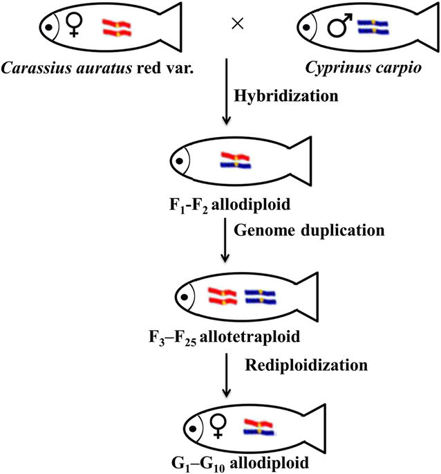 Analyzing homoeolog expression provides insights into the ...