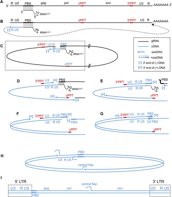 流行中的HIV-1序列为长末端重复序列的产生提供了另一种途径。,Scientific Reports - X-MOL