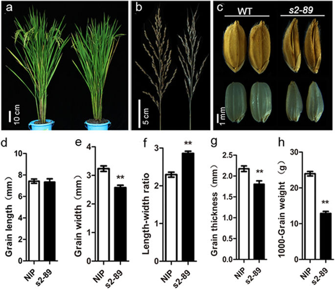 The rice TRIANGULAR HULL1 protein acts as a transcriptional repressor ...
