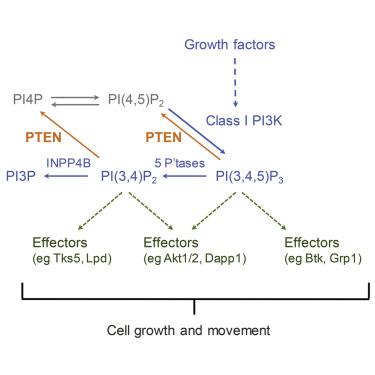 PTEN 调节 I 类 PI3K 下游的 PI（3,4）P2 信号转导,Molecular Cell - X-MOL
