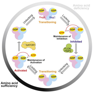 Intersubunit Crosstalk in the Rag GTPase Heterodimer Enables mTORC1 to ...
