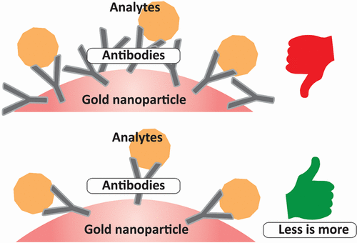 Less is More: A Comparison of Antibody–Gold Nanoparticle Conjugates of ...
