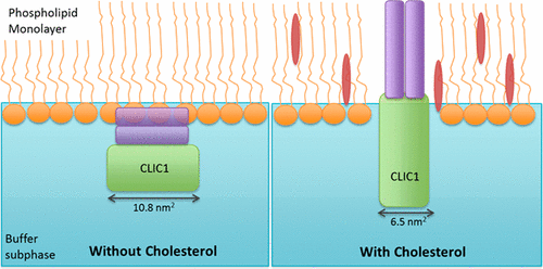 X-ray and Neutron Reflectivity Study Shows That CLIC1 Undergoes ...